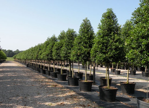 Flowering Plants and Shrubs - Village Palms Landscaping